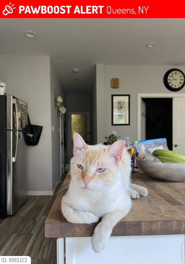 Queens, NY Lost Male Cat, Orus Is Missing | PawBoost