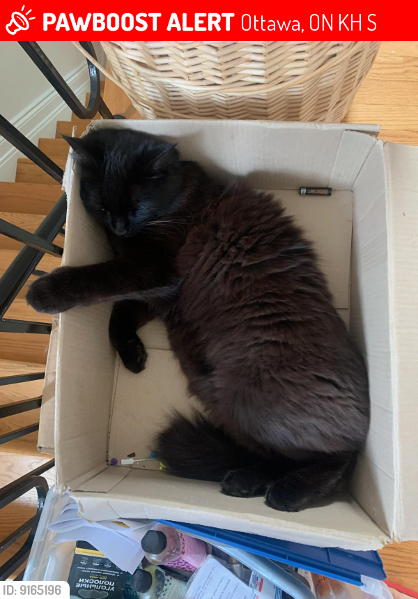 Ottawa, ON Lost Female Cat, Mocha Is Missing | PawBoost
