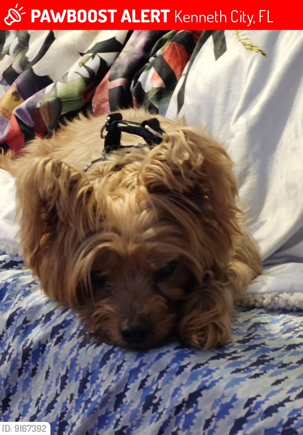 Kenneth City, FL Lost Male Dog, Collin Is Missing | PawBoost