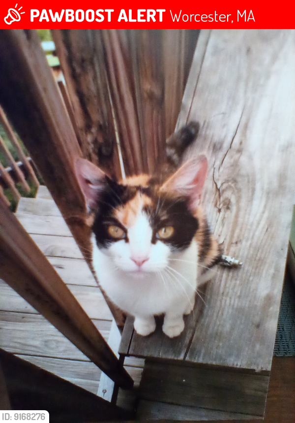 Worcester, MA Lost Female Cat, Kitty Is Missing | PawBoost
