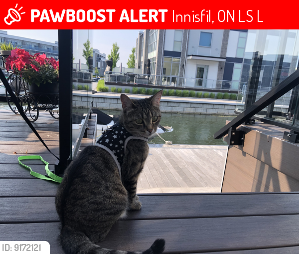 Innisfil, ON Lost Female Cat, Cooper Is Missing | PawBoost