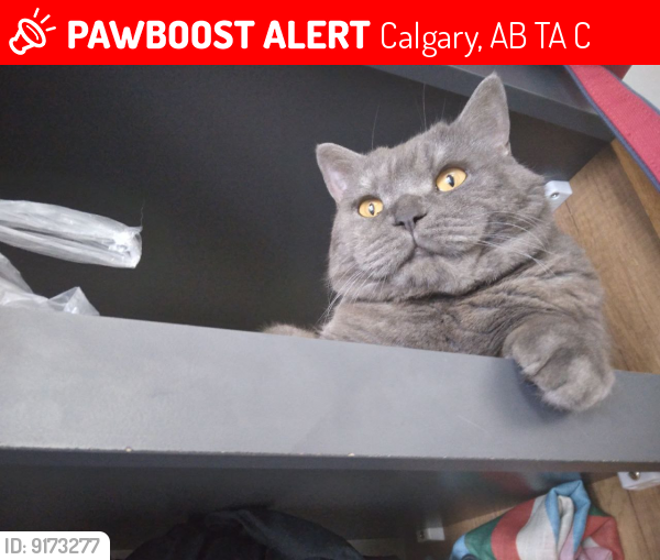 Calgary, AB Lost Male Cat, Bitosha Is Missing | PawBoost