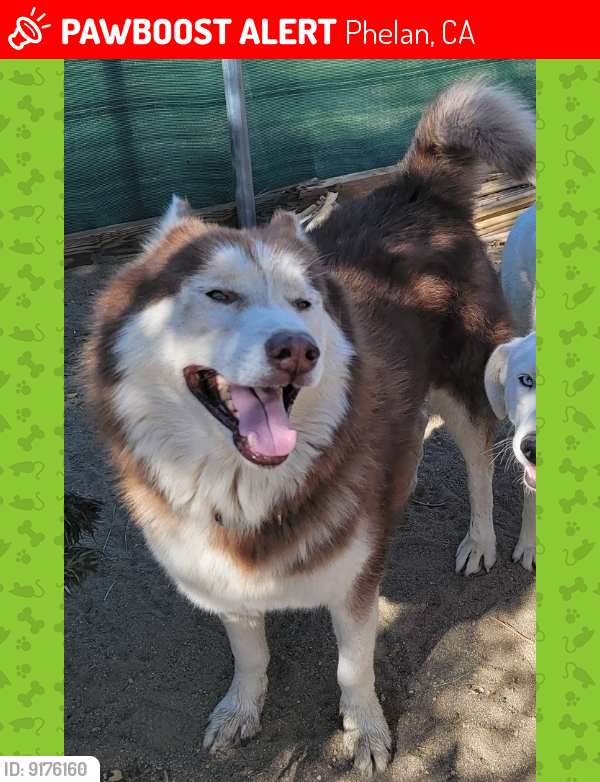 Phelan, CA Lost Male Dog, Balto Is Missing | PawBoost