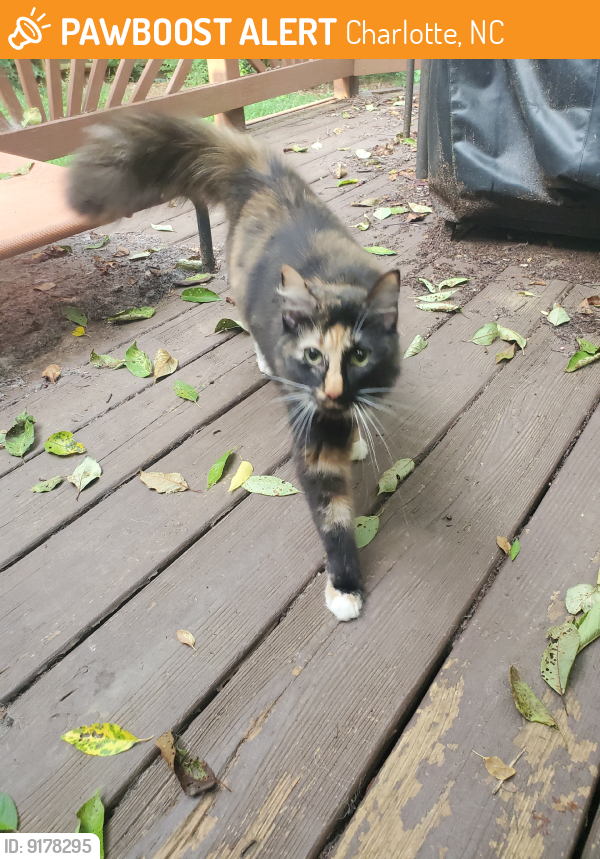 Charlotte, NC Stray Female Cat Found Near Starvalley | PawBoost