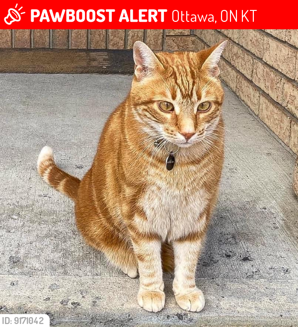 Ottawa, ON Lost Male Cat, Sammy Is Missing | PawBoost