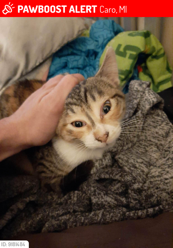 Caro, MI Lost Female Cat, Dory Is Missing | PawBoost