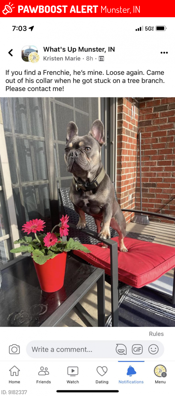 Munster, IN Lost Male Dog, Obi Is Missing | PawBoost