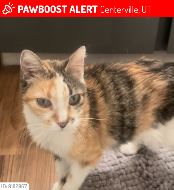 Centerville, UT Lost Female Cat, Sookie Is Missing | PawBoost
