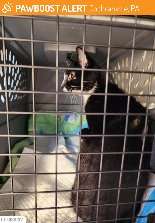 Cochranville, PA Stray Female Cat Found Near Faggs Manor Rd & Daleville ...