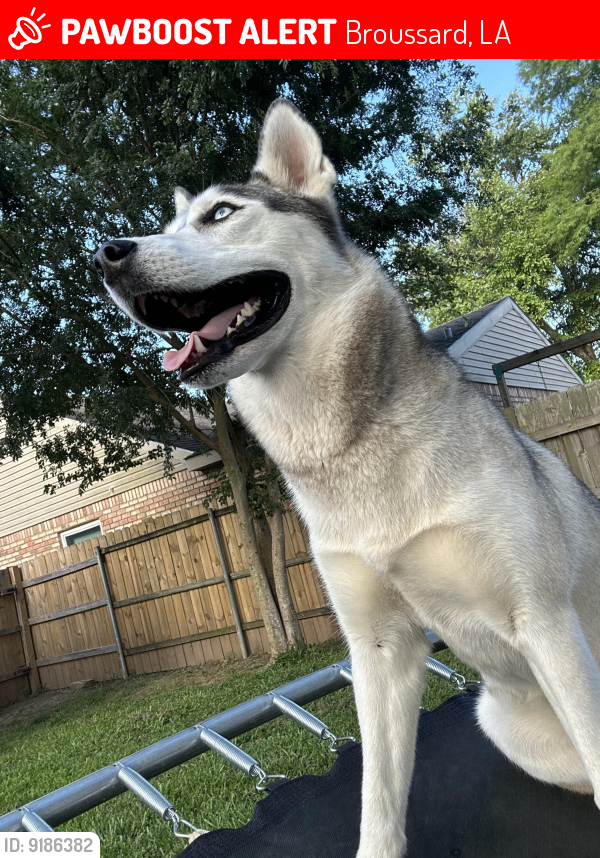 Broussard, LA Lost Female Dog, Nola Is Missing | PawBoost
