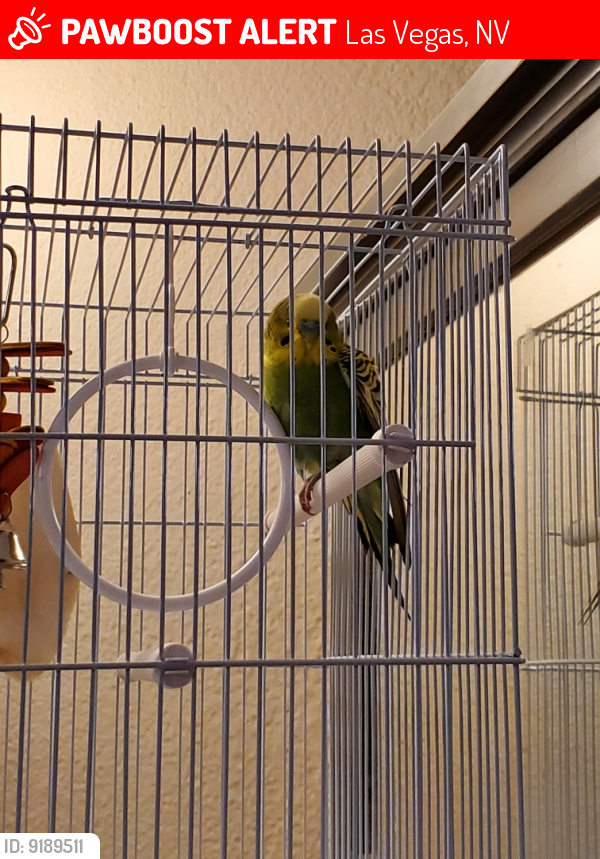 Las Vegas, NV Lost Male Bird, Raptor Is Missing | PawBoost