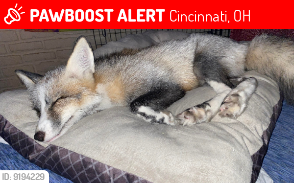 Cincinnati, OH Lost Female Other, Clover Fox Is Missing | PawBoost