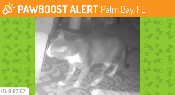 Palm Bay, FL Stray Cat Found Near DeGroot | PawBoost