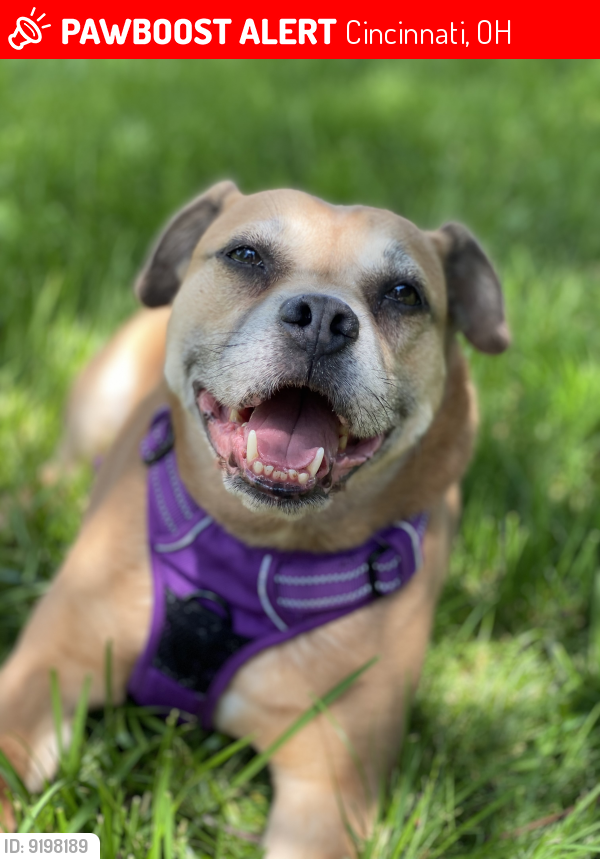 Cincinnati, OH Lost Female Dog, Sunny Is Missing | PawBoost
