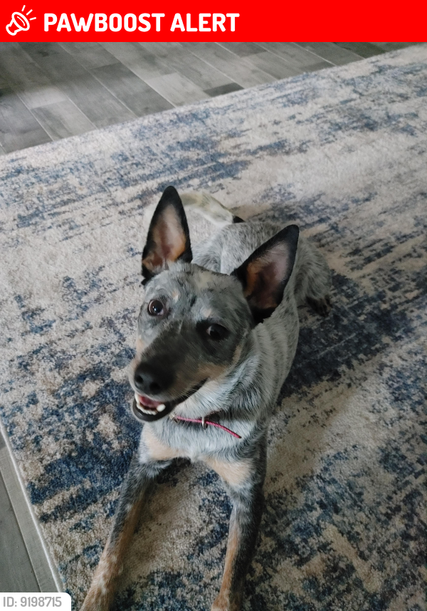 Montgomery County, TX Lost Female Dog, Zaza Is Missing | PawBoost
