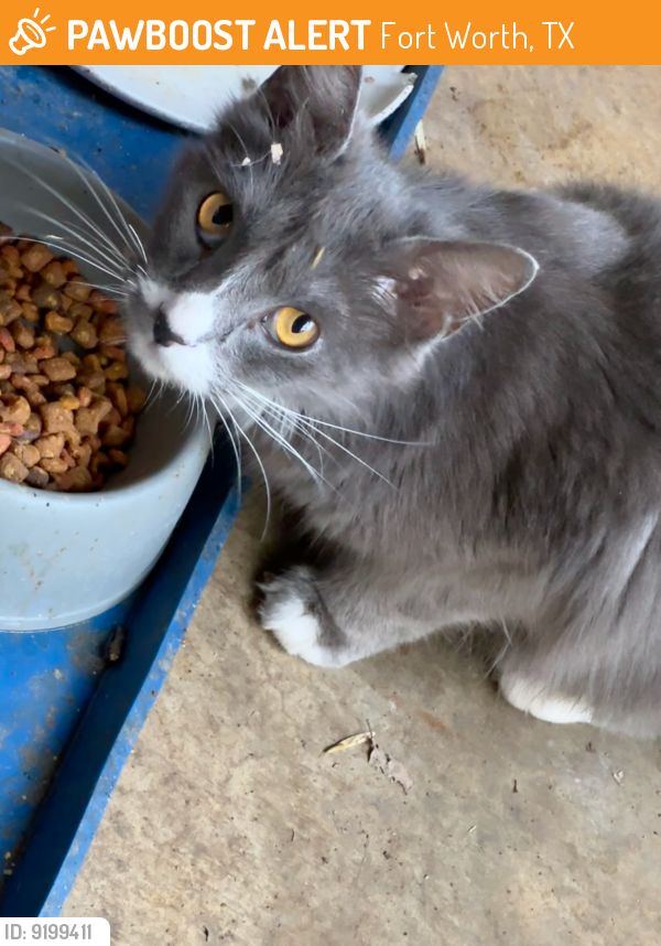 Fort Worth, TX Stray Female Cat Found Near Normandy at Junius | PawBoost