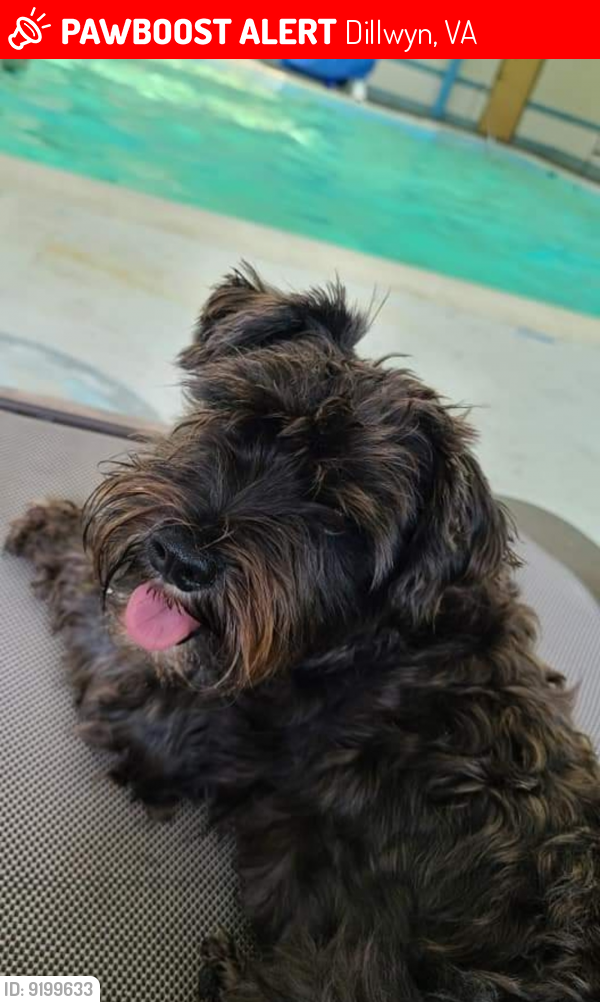 Dillwyn, VA Lost Female Dog, Gypsy Is Missing | PawBoost