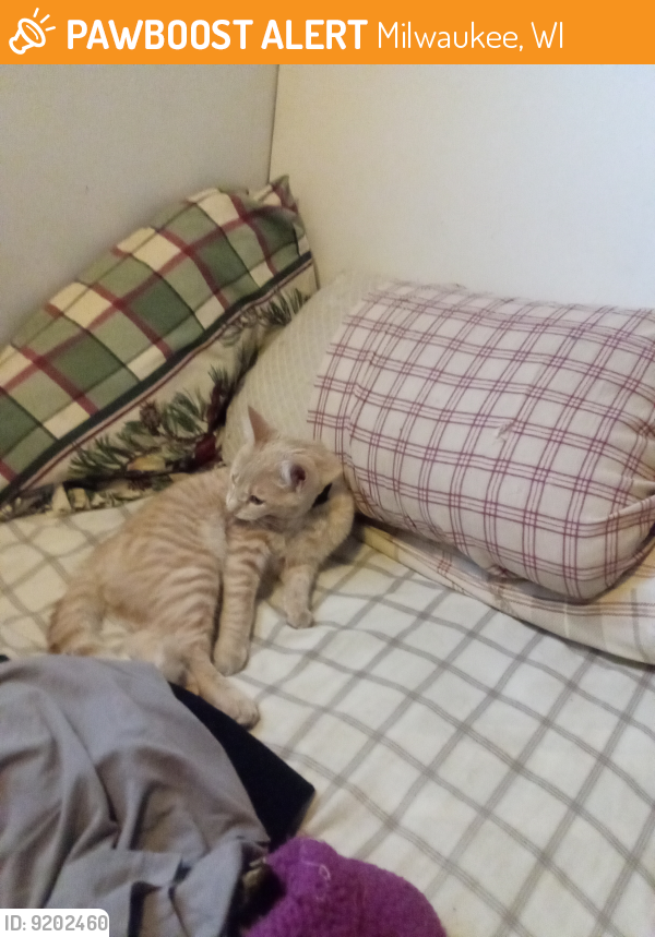 Milwaukee, WI Stray Male Cat Found Near 6th & College | PawBoost