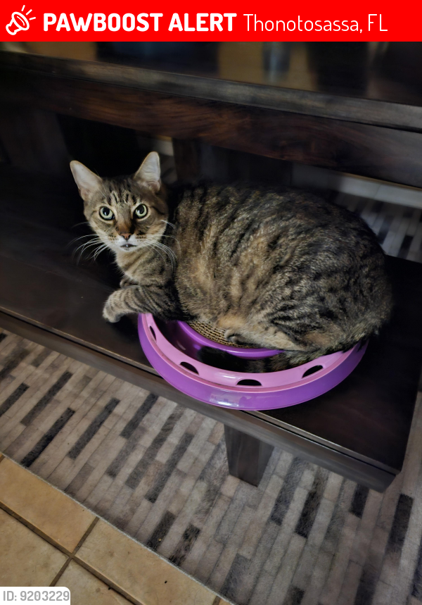 Thonotosassa, FL Lost Male Cat, Toby-g Is Missing | PawBoost