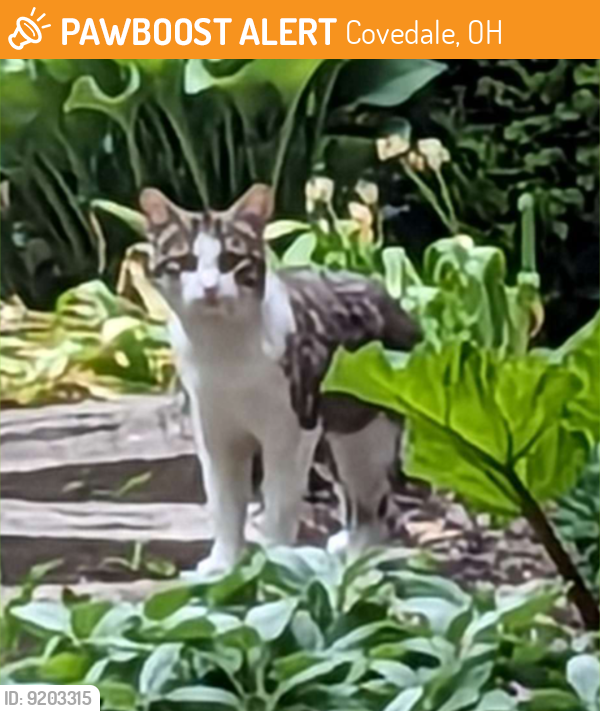 Covedale, OH Stray Cat Found Near Westbourne | PawBoost