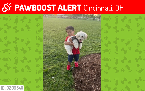 Cincinnati, OH Lost Male Dog, Spikey Is Missing | PawBoost