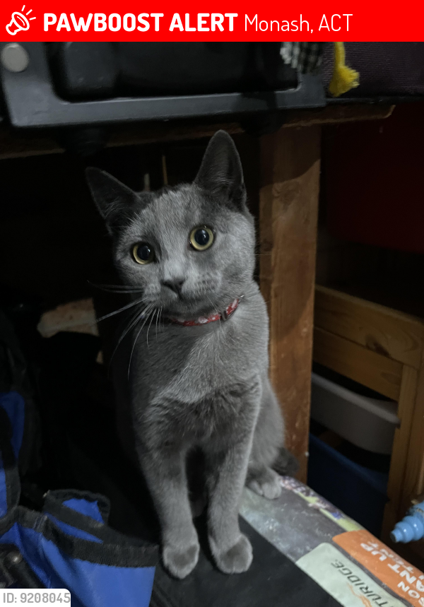 Monash, ACT Lost Female Cat, Mira Is Missing | PawBoost