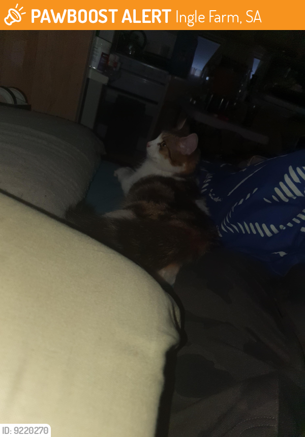 Ingle Farm, SA Stray Female Cat Found Near Baldock road inglefarm ...