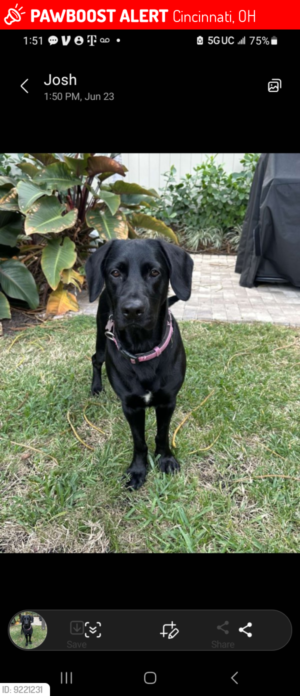 Cincinnati, OH Lost Female Dog, Lili Is Missing | PawBoost