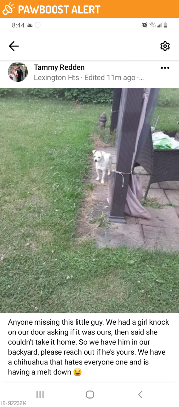 Surrendered Male Dog in Springfield Township, OH 45231 (ID: 69223214 ...