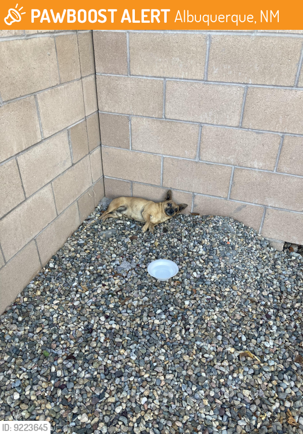 Albuquerque, NM Stray Male Dog Found Near Warm wind and summer breeze ...
