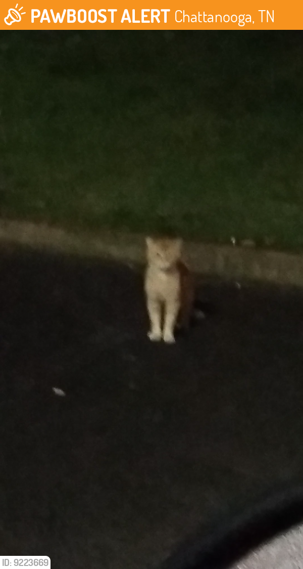 Chattanooga, TN Stray Cat Found Near Hamilton place mall near TMobile ...