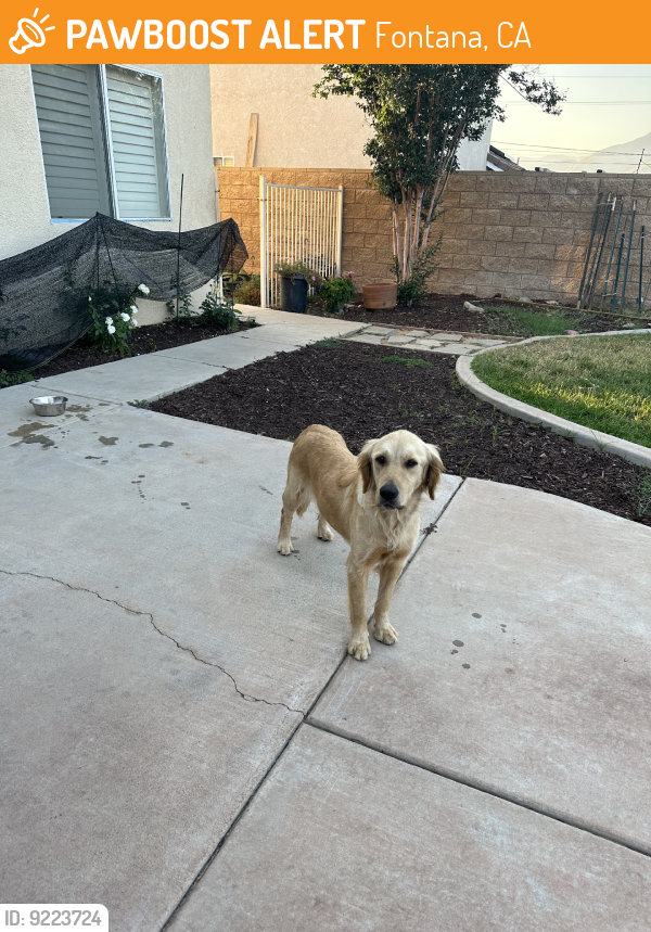Fontana, CA Stray Female Dog Found Near Baseline/cherry | PawBoost