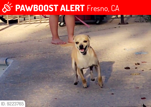 Fresno, CA Lost Male Dog, Sunny Is Missing | PawBoost