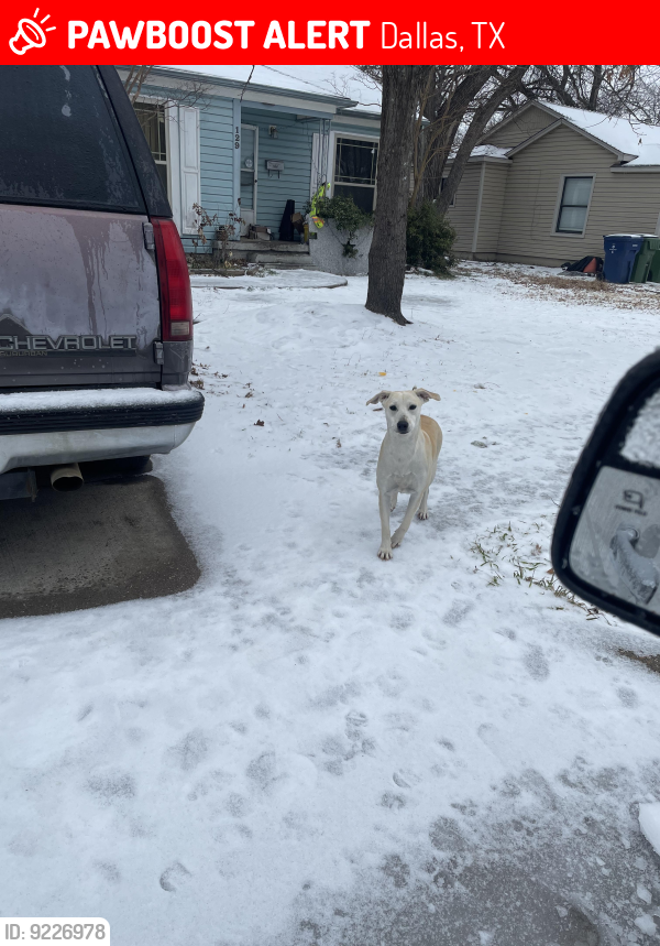 Dallas, TX Lost Female Dog, Rose Is Missing | PawBoost