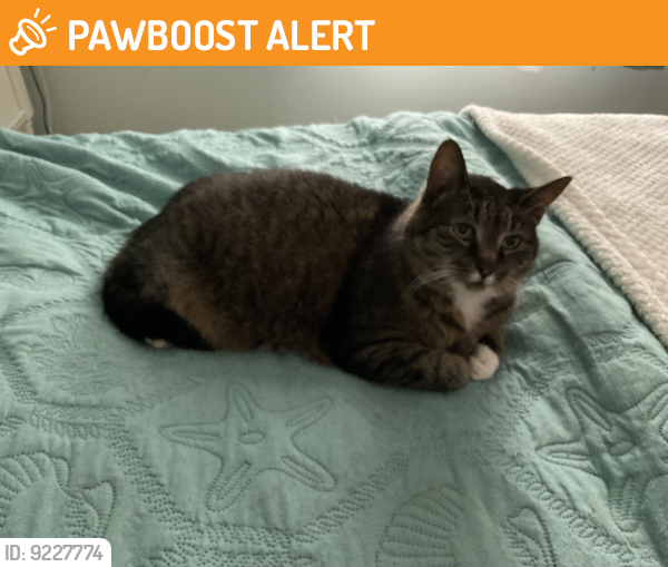 Middle Township, NJ Stray Female Cat Found Near Near Raleigh Avenue ...