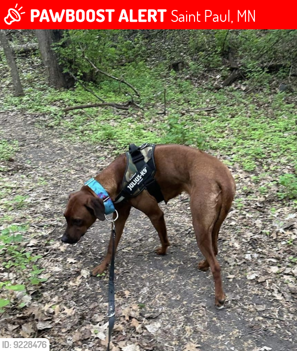 Saint Paul, MN Lost Female Dog, Aurora Is Missing | PawBoost