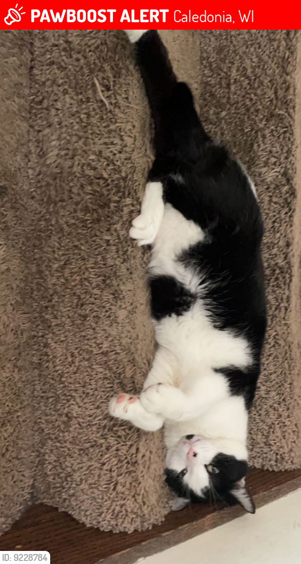 Caledonia, WI Lost Male Cat, Olaf Is Missing | PawBoost