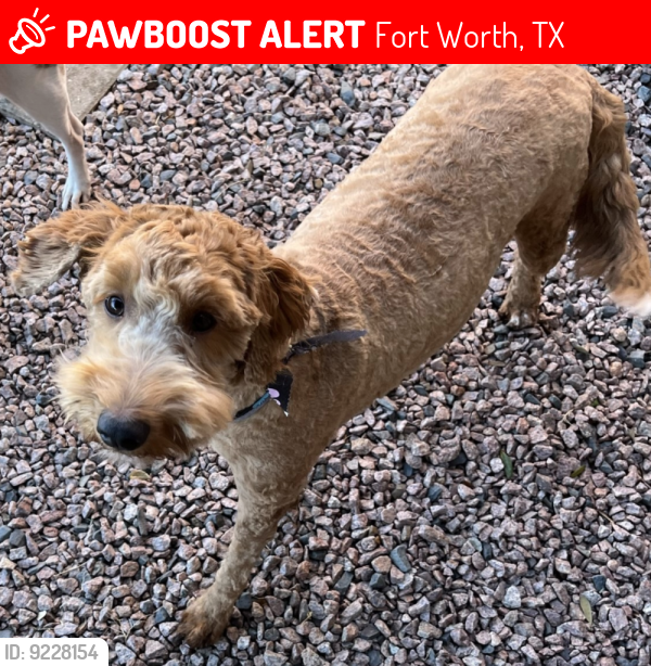 Fort Worth, TX Lost Female Dog, Phoebe Is Missing | PawBoost