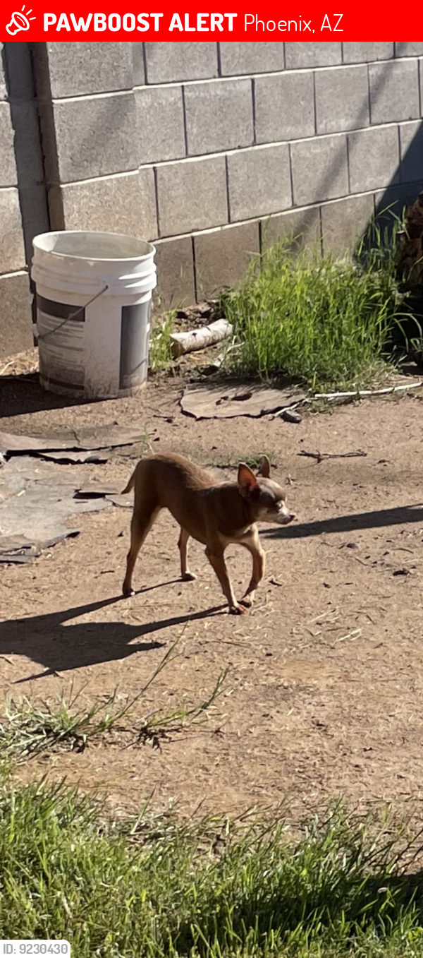 Phoenix, AZ Lost Female Dog, Prinses Is Missing | PawBoost
