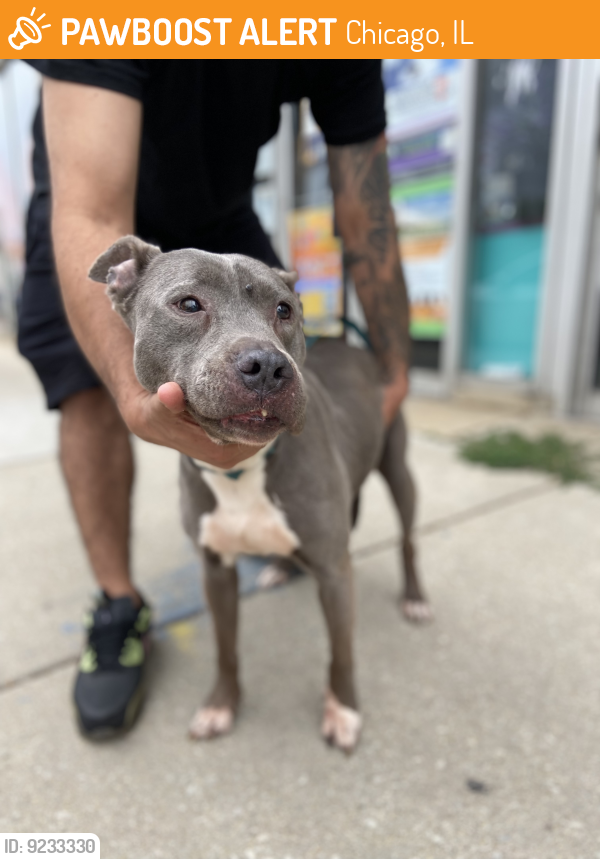 Chicago, IL Stray Female Dog Found Near Near Block W. Schubert Ave ...