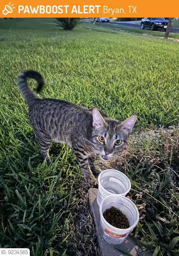 Bryan, TX Stray Cat Found Near College & Pleasant 77801 | PawBoost