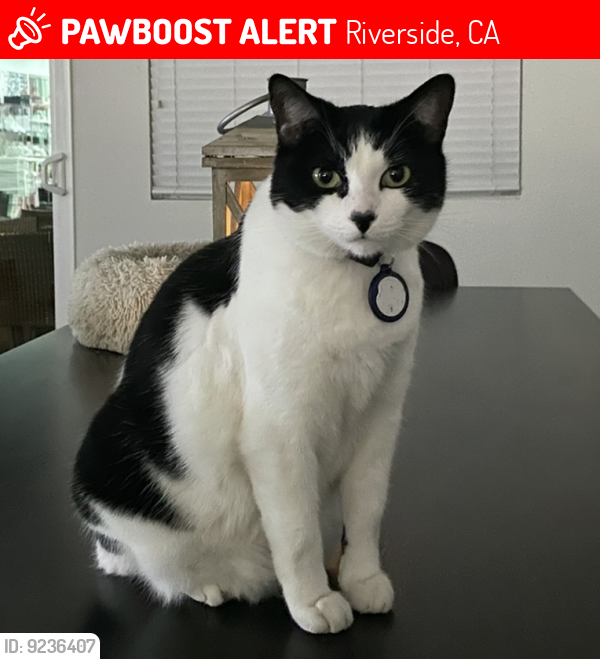 Riverside, CA Lost Female Cat, Isabella Is Missing | PawBoost