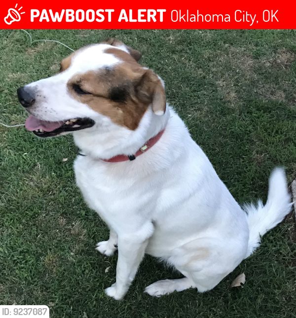 Oklahoma City, OK Lost Male Dog, Cracker Is Missing | PawBoost