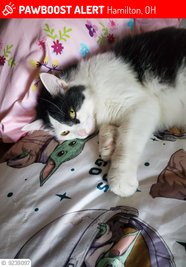 Hamilton, OH Lost Female Cat, Rosey Is Missing | PawBoost