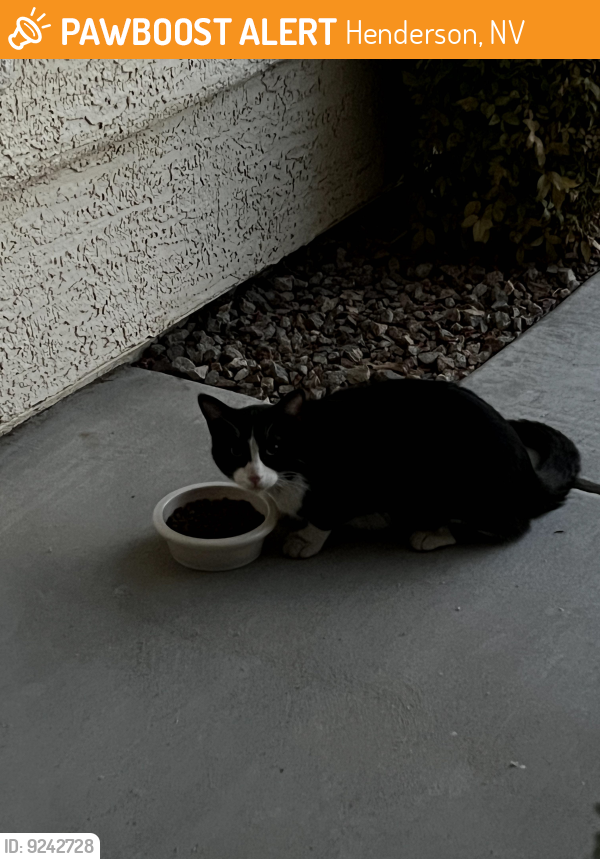 Henderson, NV Stray Cat Found Near Maryland Parkway and Pebble | PawBoost