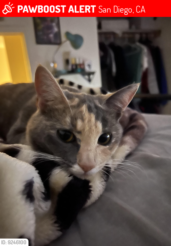 San Diego, CA Lost Female Cat, Mittens Is Missing | PawBoost