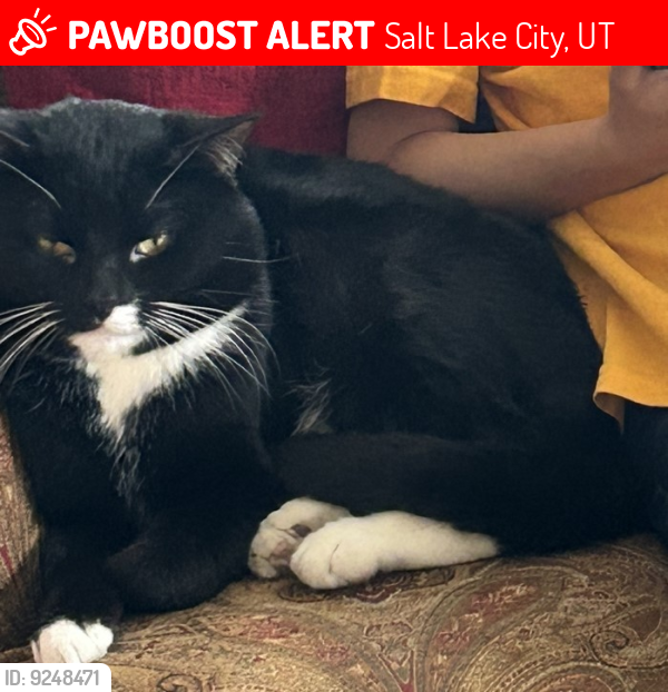 Salt Lake City, UT Lost Male Cat, Mylo Is Missing | PawBoost