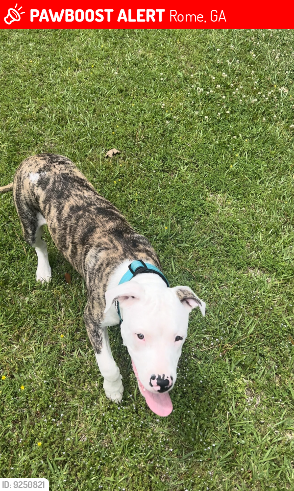 Rome, GA Lost Male Dog, Six Is Missing | PawBoost