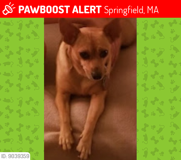 Springfield, MA Lost Female Dog, Gigi Is Missing | PawBoost