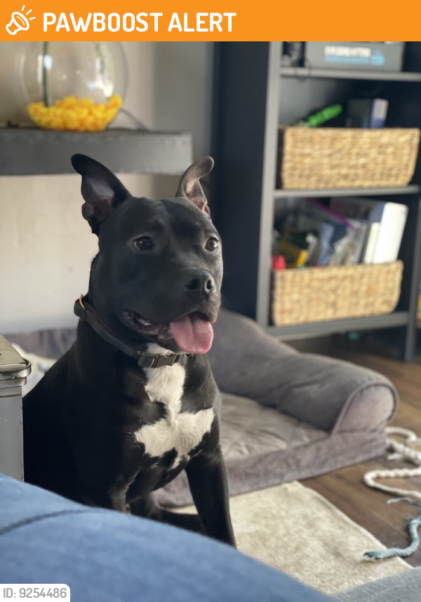 Washington Township, NJ Stray Male Dog Found Near West side of the 507 ...